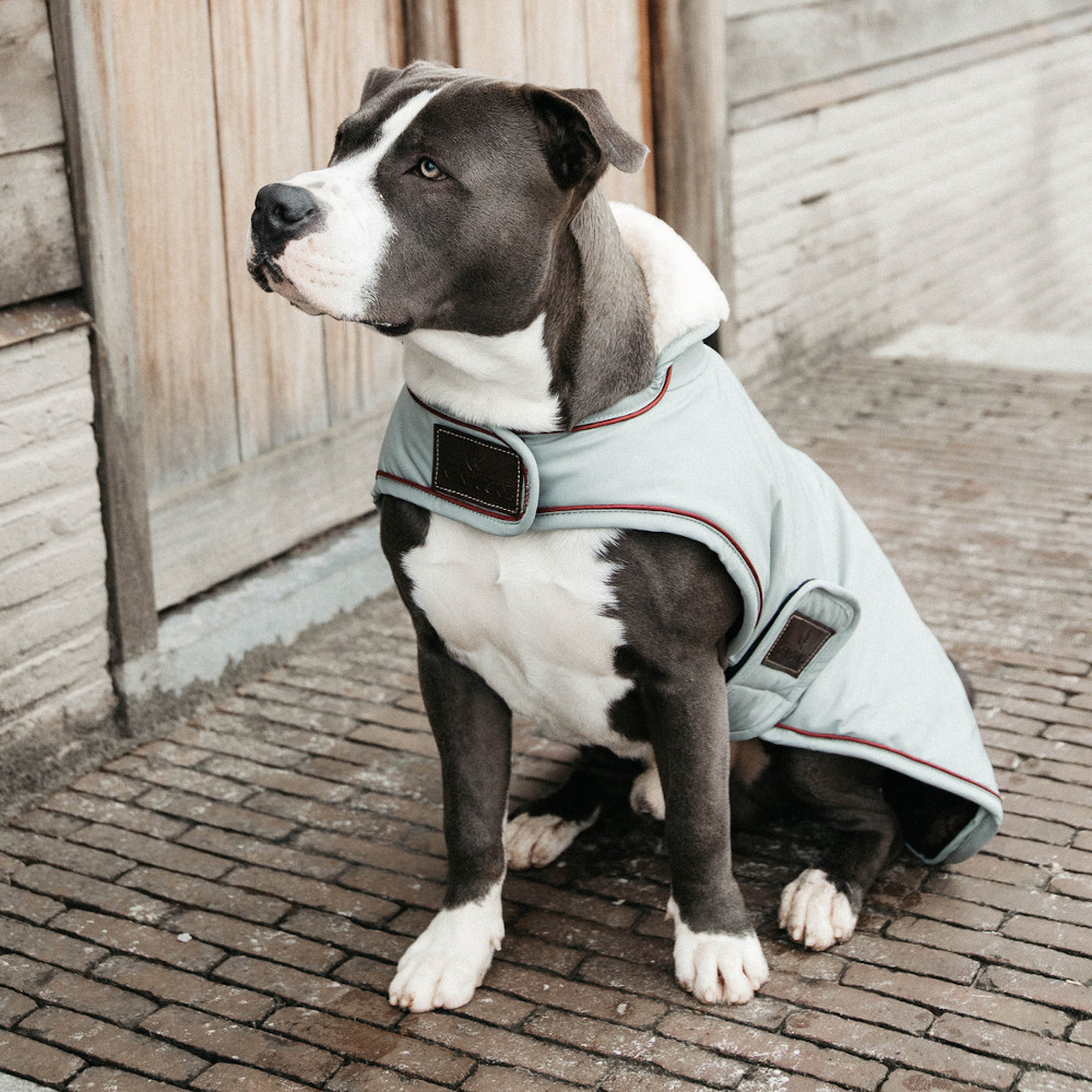Dog wear store